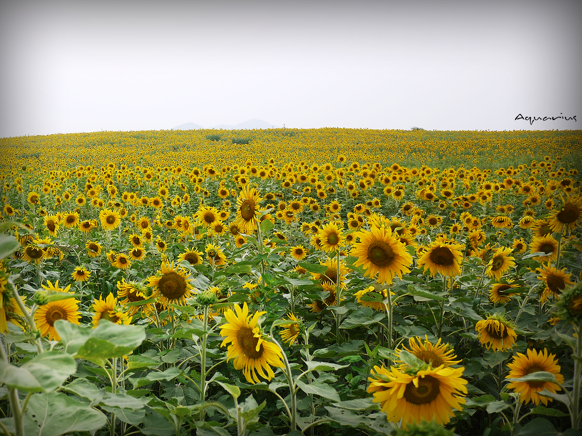 4444444444444444444444 - 팝코넷 | 자유게시판