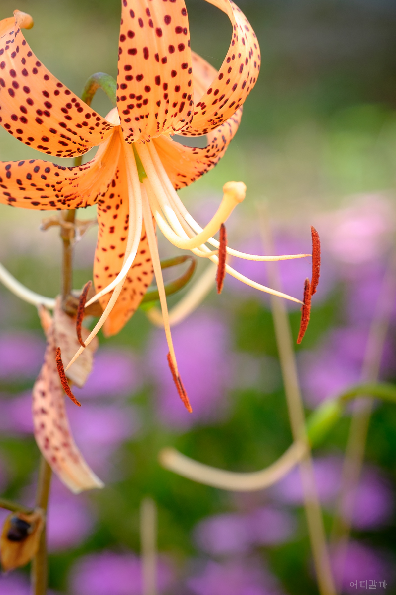 [X-T1, XF90] 몰래 산 90mm. 몇 컷. - 후지필름 Talk