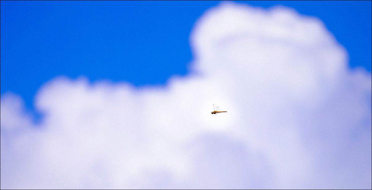 [X-T1] 비행하는 잠자리 - 후지필름 Talk