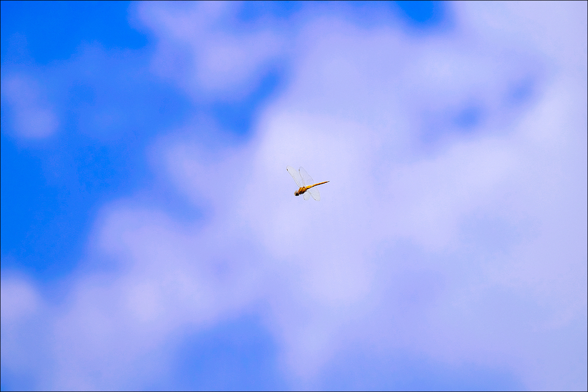 [X-T1] 비행하는 잠자리 - 후지필름 Talk