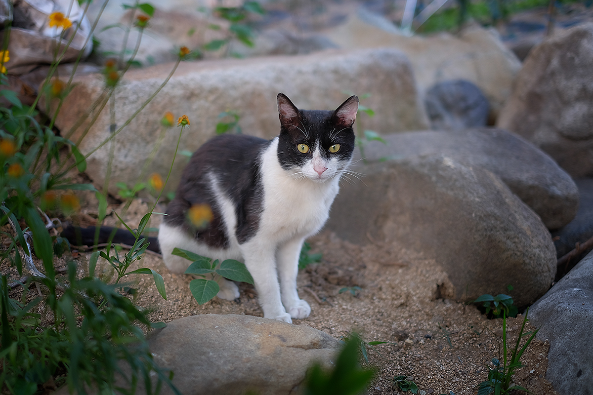 [x-t1+35.4] 냥이와 눈싸움 - 후지필름 Talk