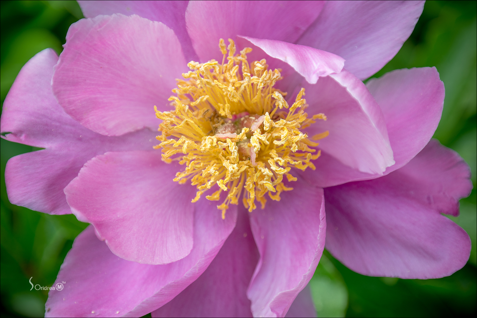 [NX500+30+18-55mm] 화요일엔 원래... ^^ - 삼성 Talk