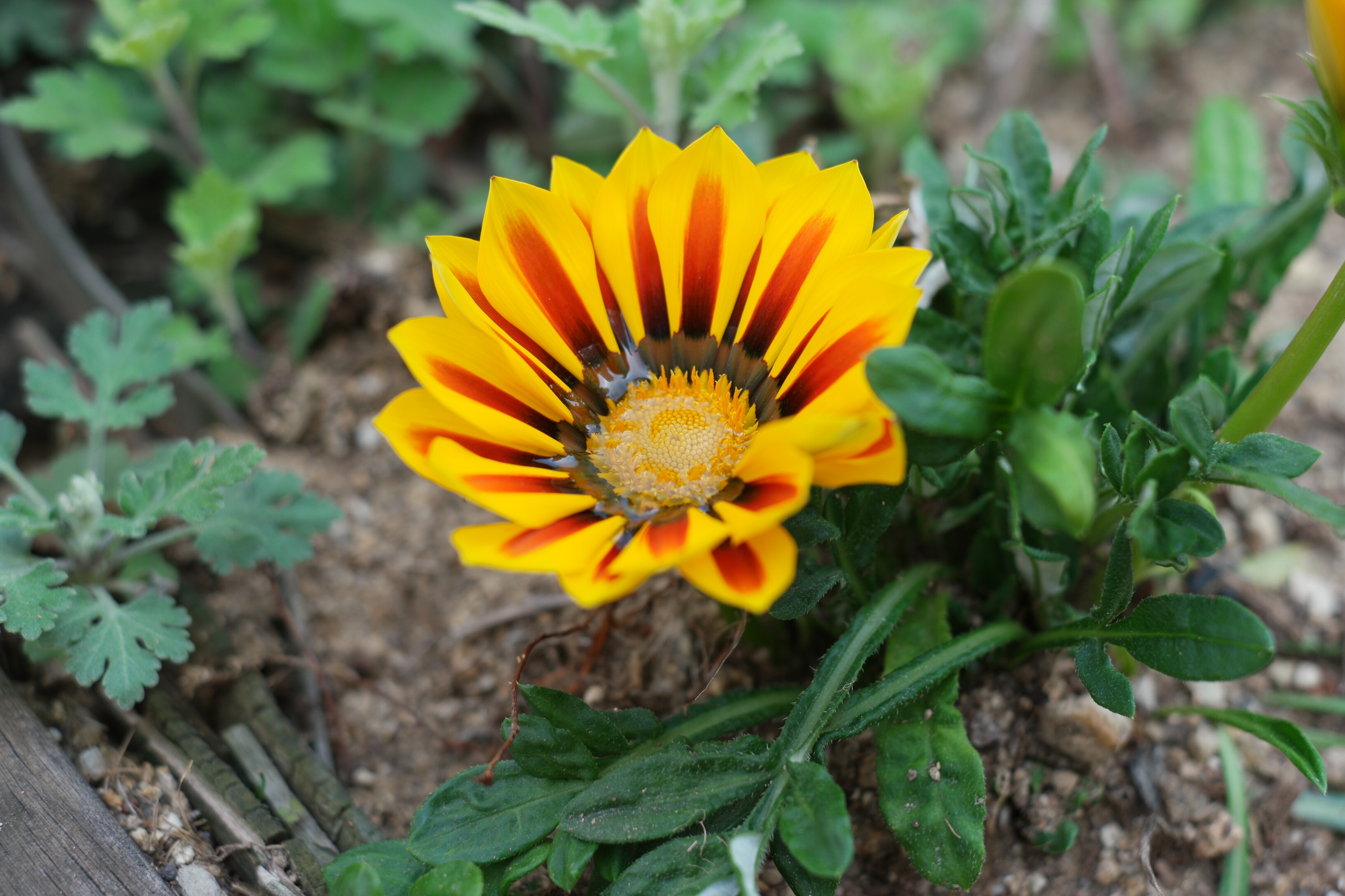 [NX500]번들 - 삼성 Talk