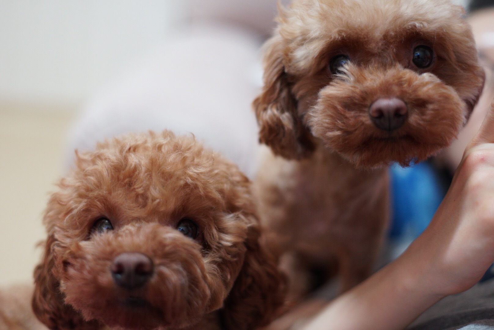 [a7m2 + 50/2] 저리가! - 소니 Talk