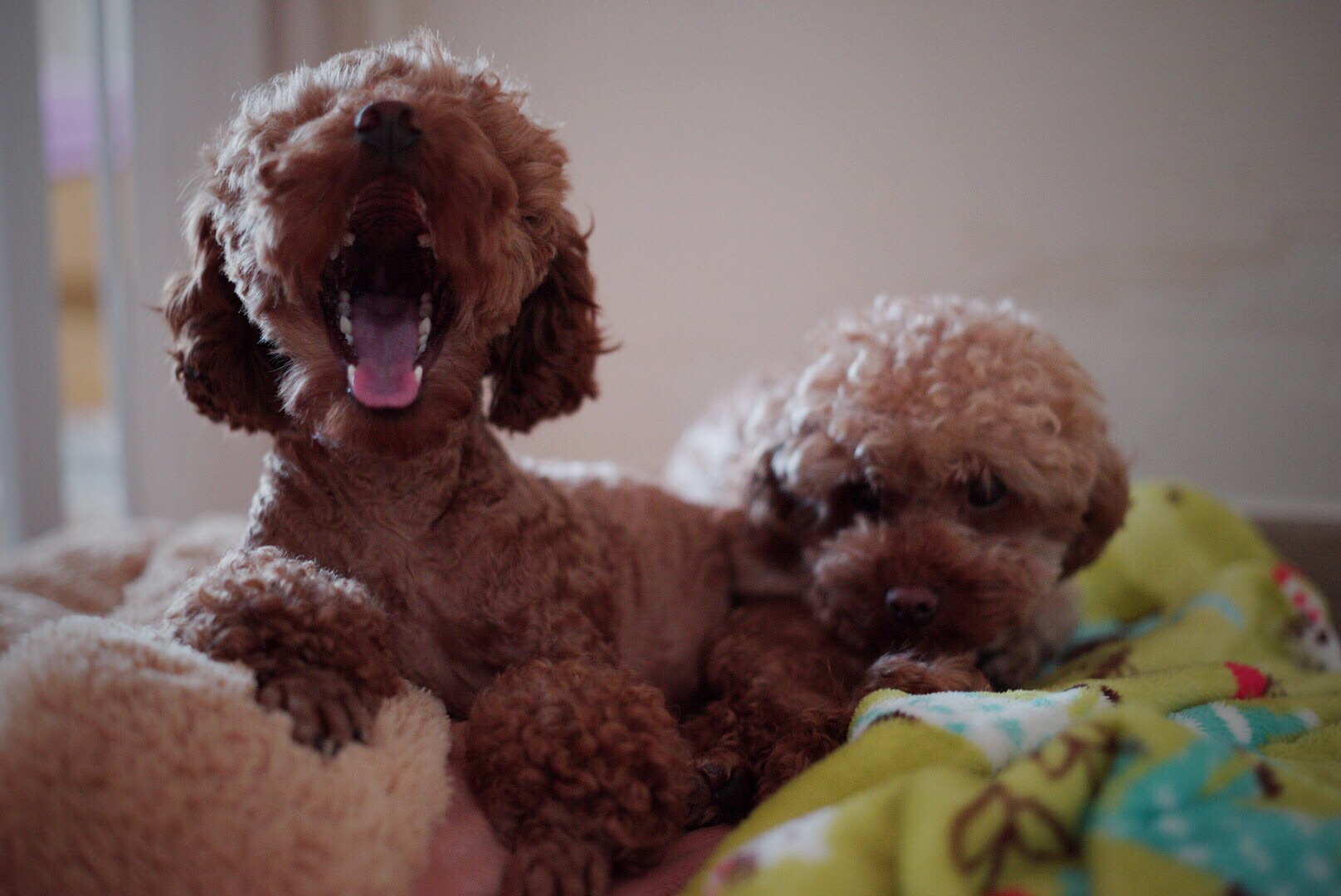 [a7m2 + 50/2] 초점확대 기능 배율 설정할 수 있나요? - 소니 Talk