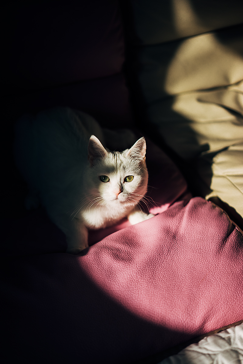 [A7M2+55.8] 저희집 고양이에요~ - 소니 Talk