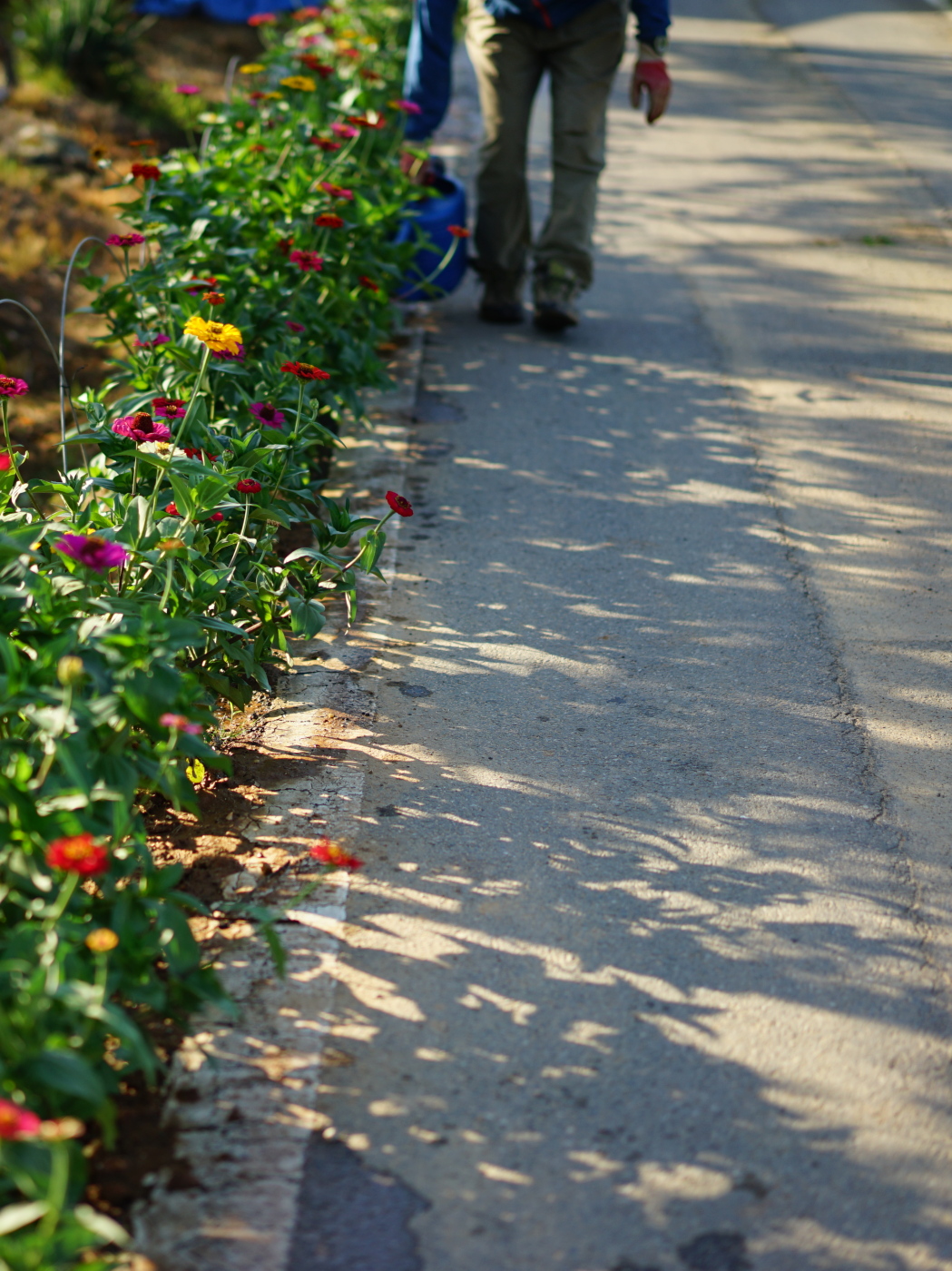 [A7M2] 꽃에 물을주며 길을 걷다. - 소니 Talk