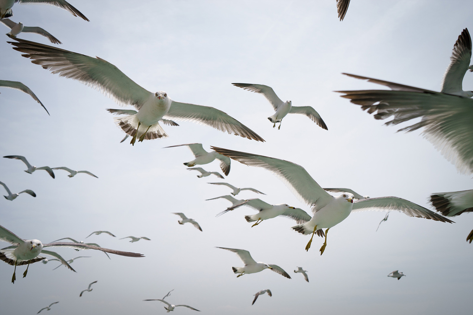 [A7M2 2870] 장봉도의 풍경 - 소니 Talk