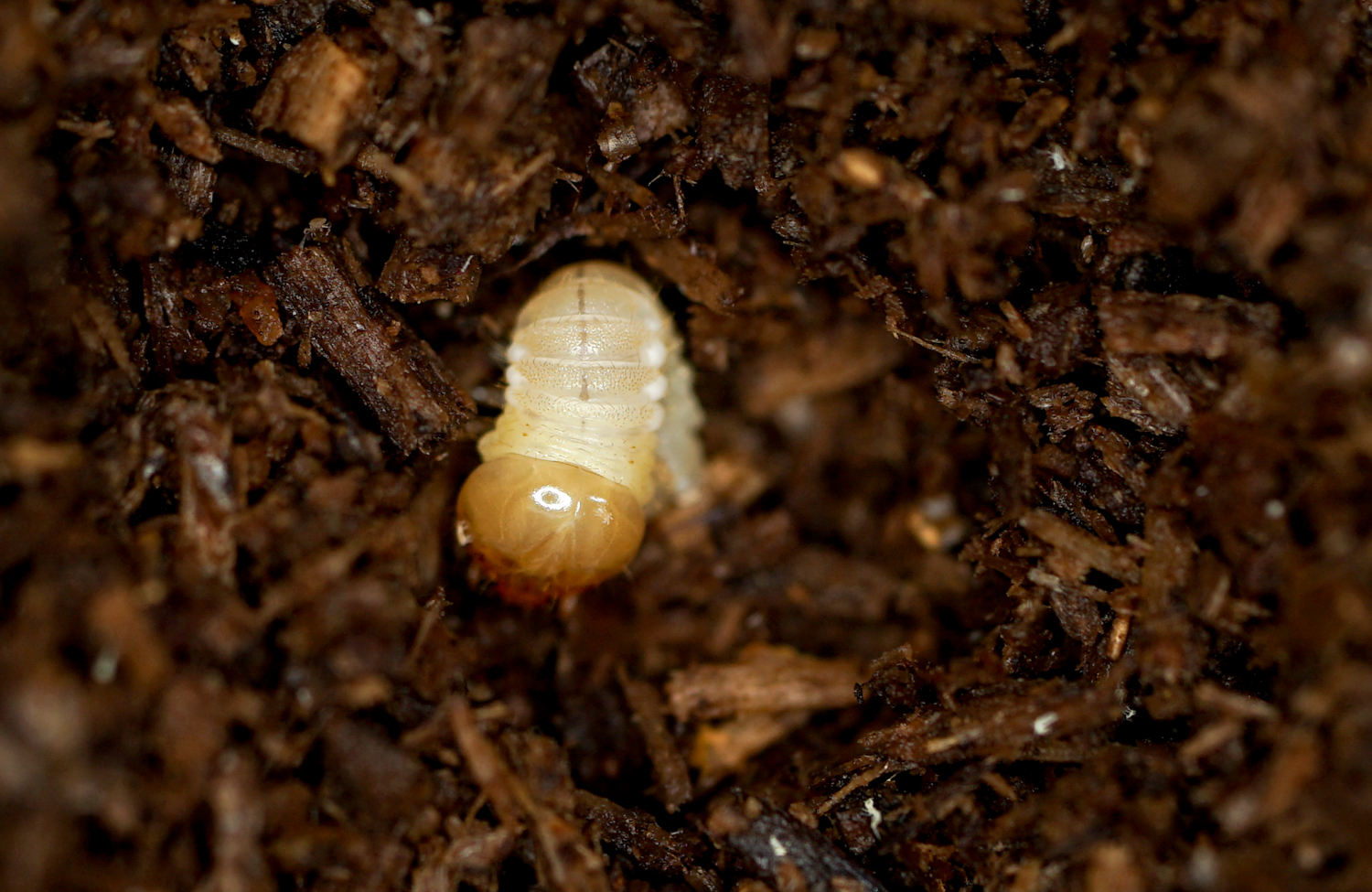 [A7m2+90마+fc-200] 저만의 모델 - 소니 Talk