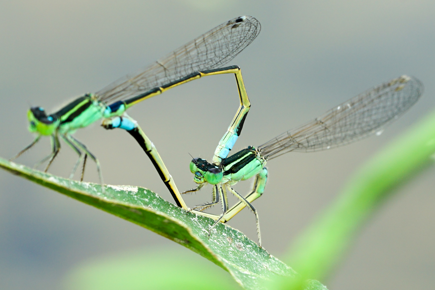 [A7m2+90마]잠자리(실잠자리의 사랑) - 소니 Talk