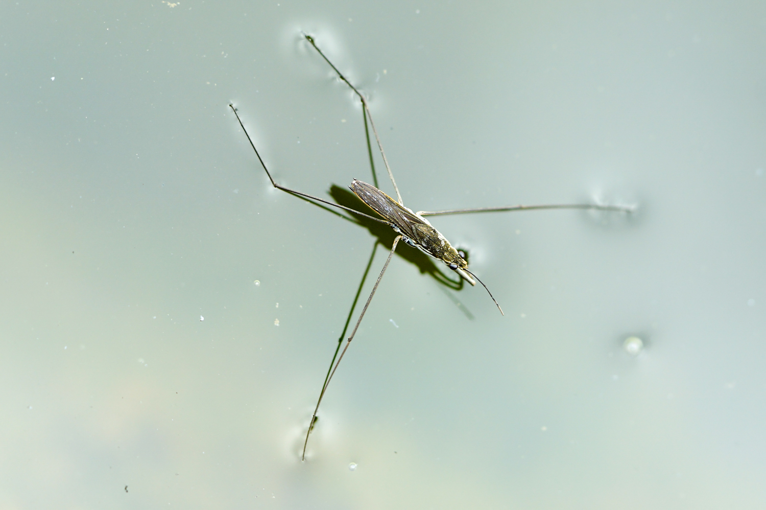 [A7m2+90마] 자세히 보면 더 아름다운 것들 - 소니 Talk