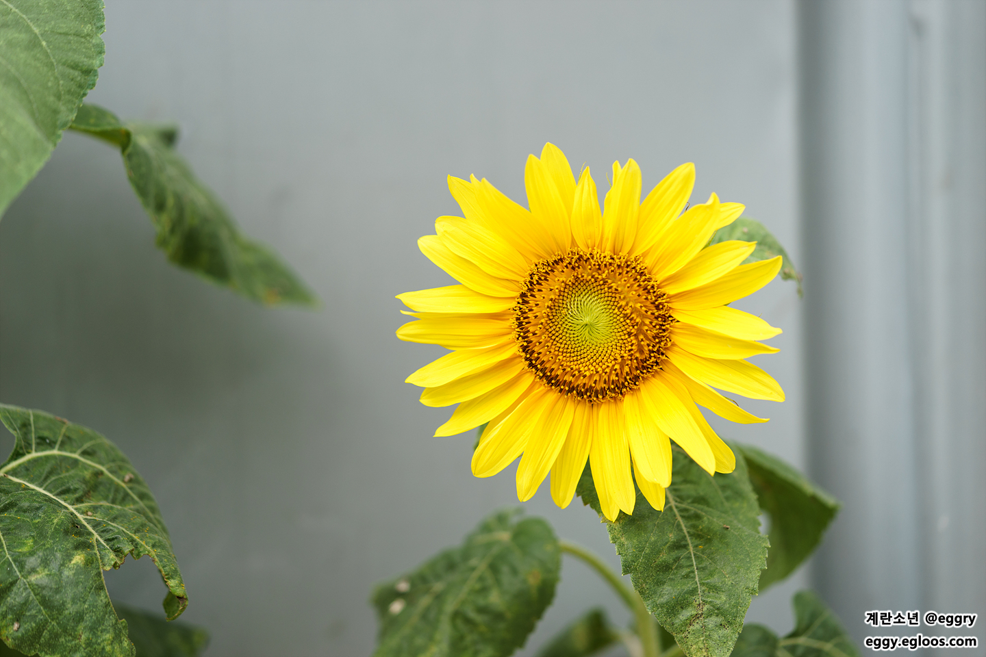 [A7M2+FE90마] 90마 테스트 - 소니 Talk