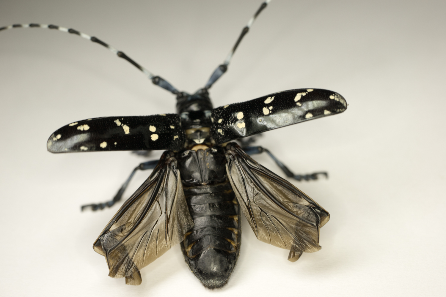 [A7m2+90마] 알락하늘소 - 소니 Talk