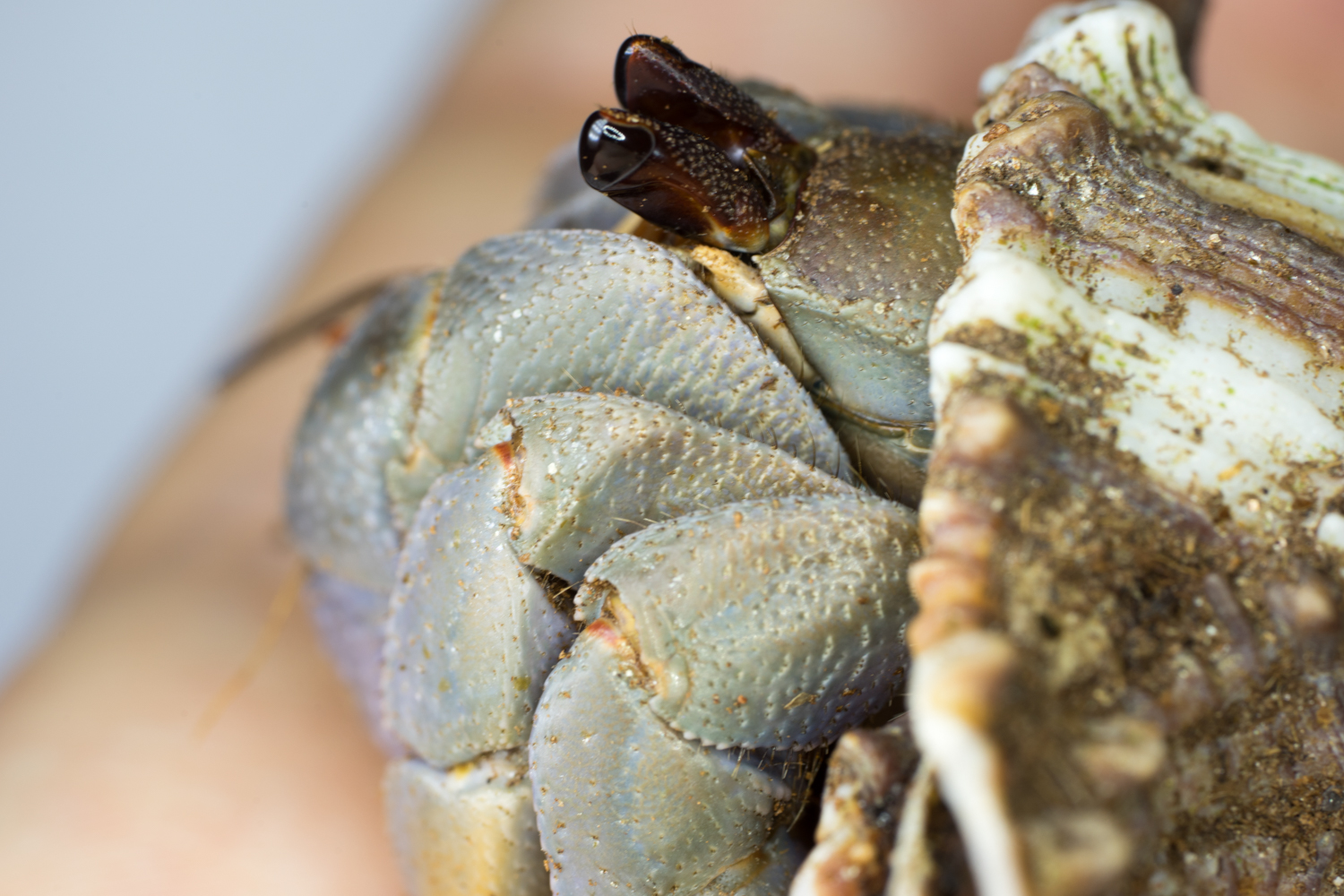 [A7m2+90마] 소라게 - 소니 Talk