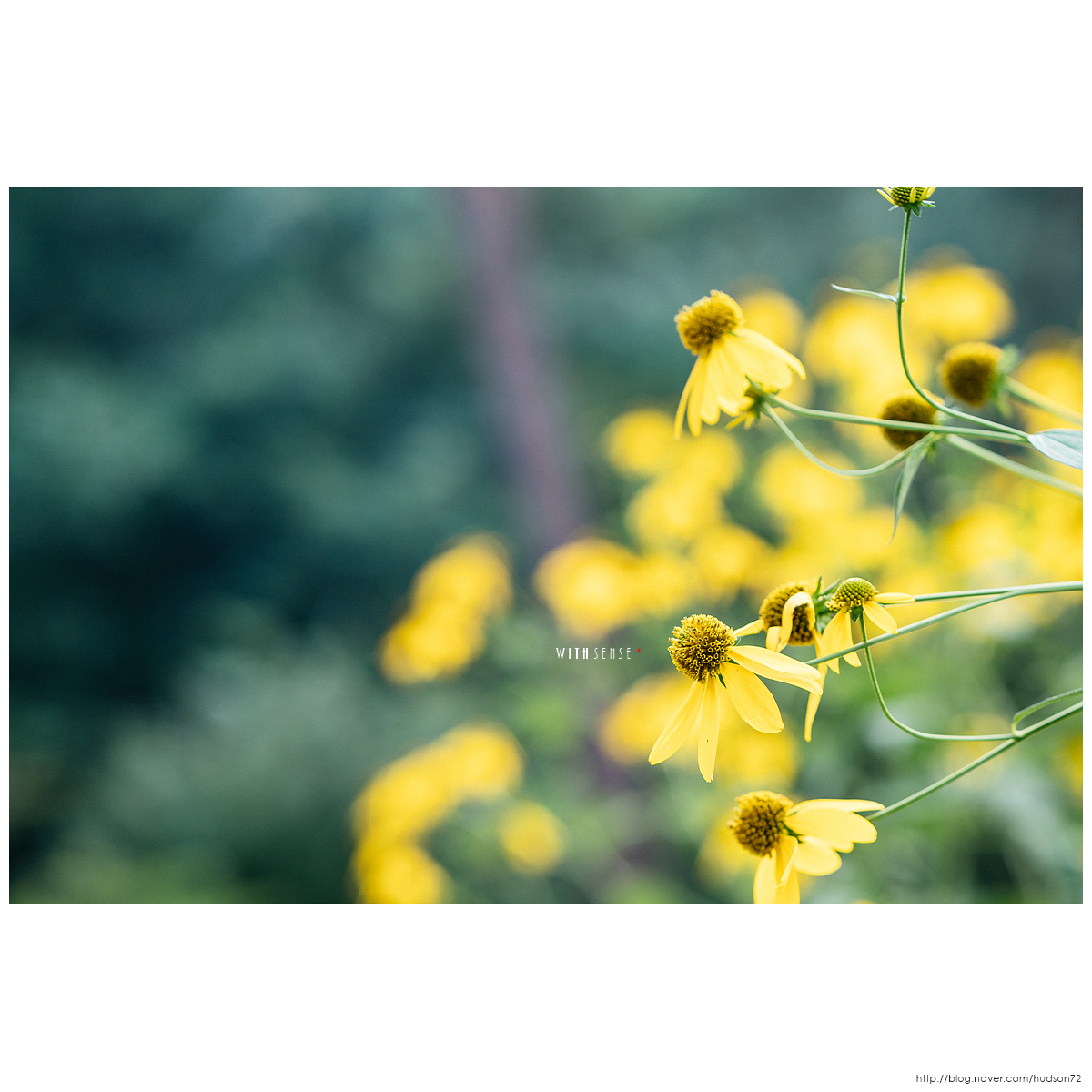 [A7R2+Batis 85.8] 여름날 - 소니 Talk