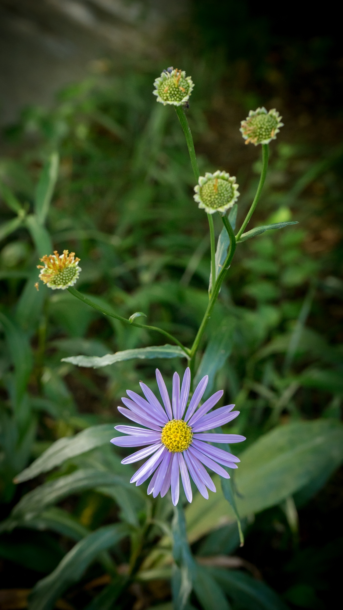 [A7M2+2870]국립중앙박물관 - 소니 Talk