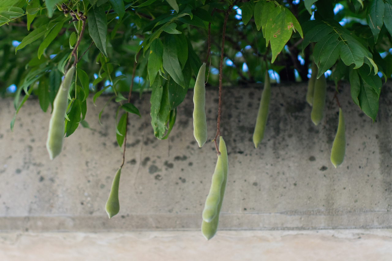 [A7M2+EF 50mm F1.2] 등나무 열매... - 소니 Talk