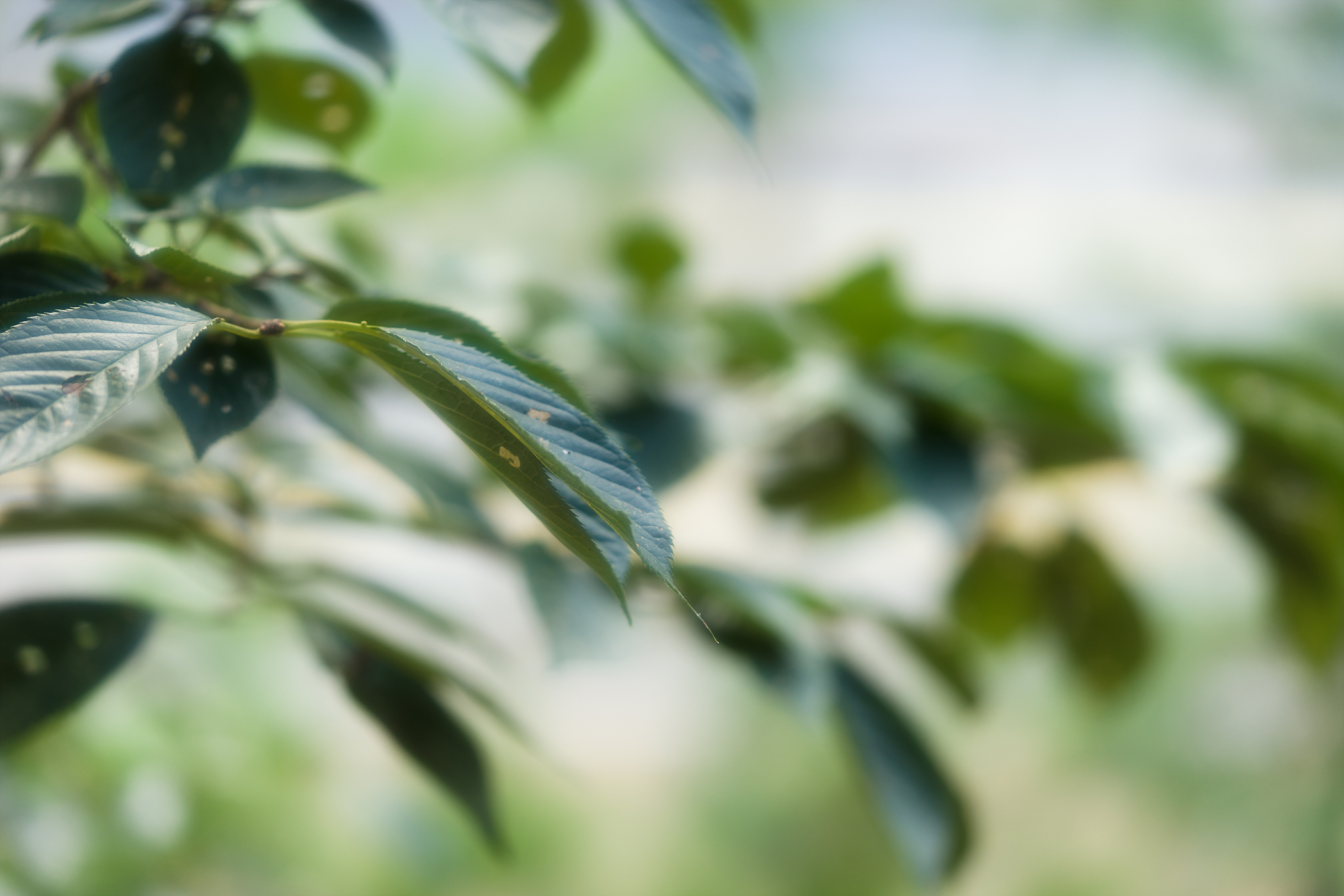 [A7m2+35.4 & 90마] Nikon soft1 필터 구매 후 테스트샷 - 소니 Talk