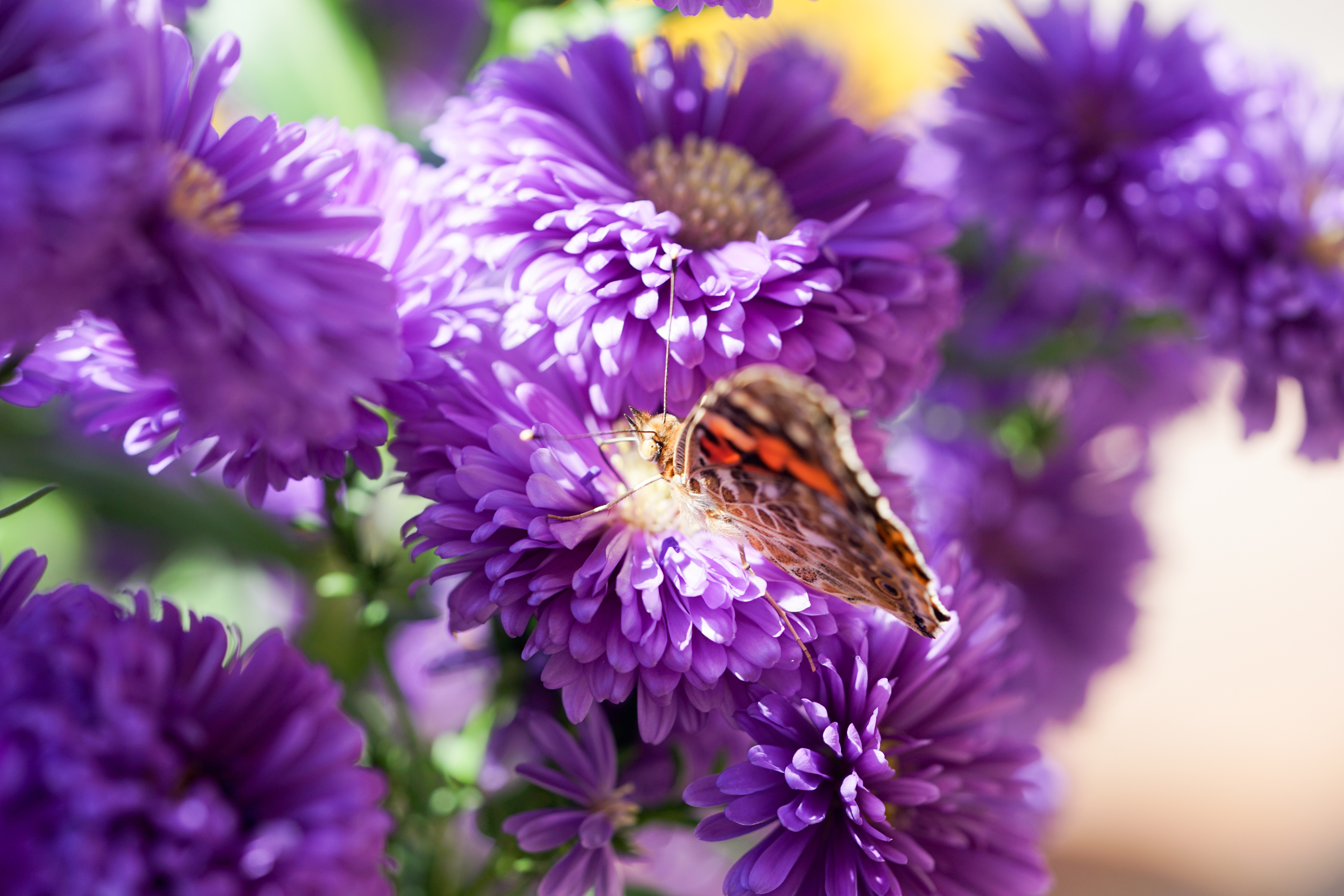 [A7m2+90마] 꽃과 나비 - 소니 Talk