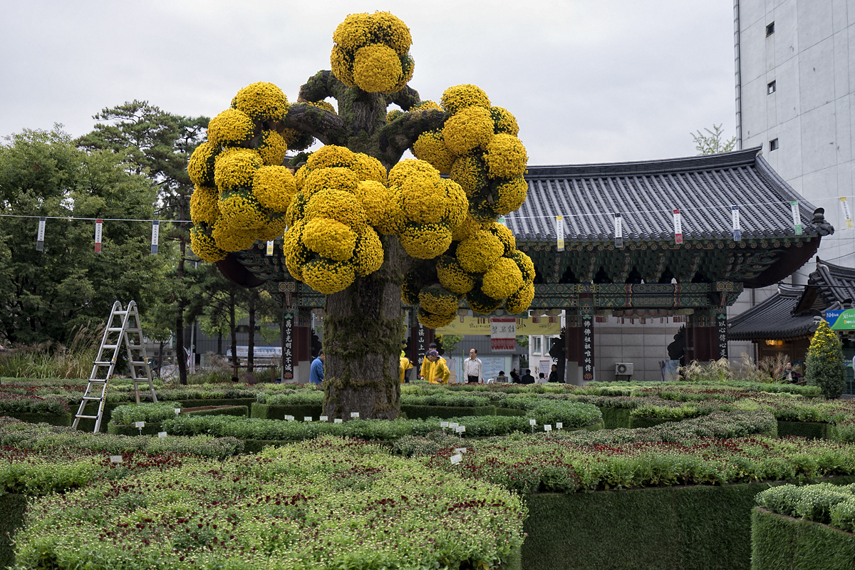 [a7m2] 주말에 어머니랑 조계사 다녀왔어요~!! 이번주 부턴 이쁠듯.. - 소니 Talk