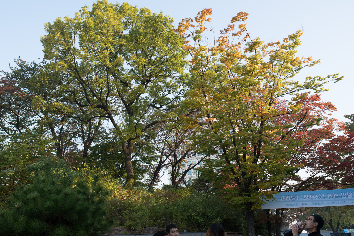 A7R2로 넘어오고 첫 남산산책입니다. - 소니 Talk