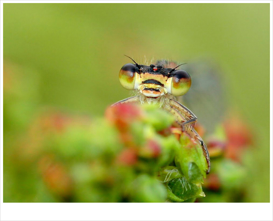 [a7m2+55.8] ^^ 내맹년 에 다시봐유 .. - 소니 Talk