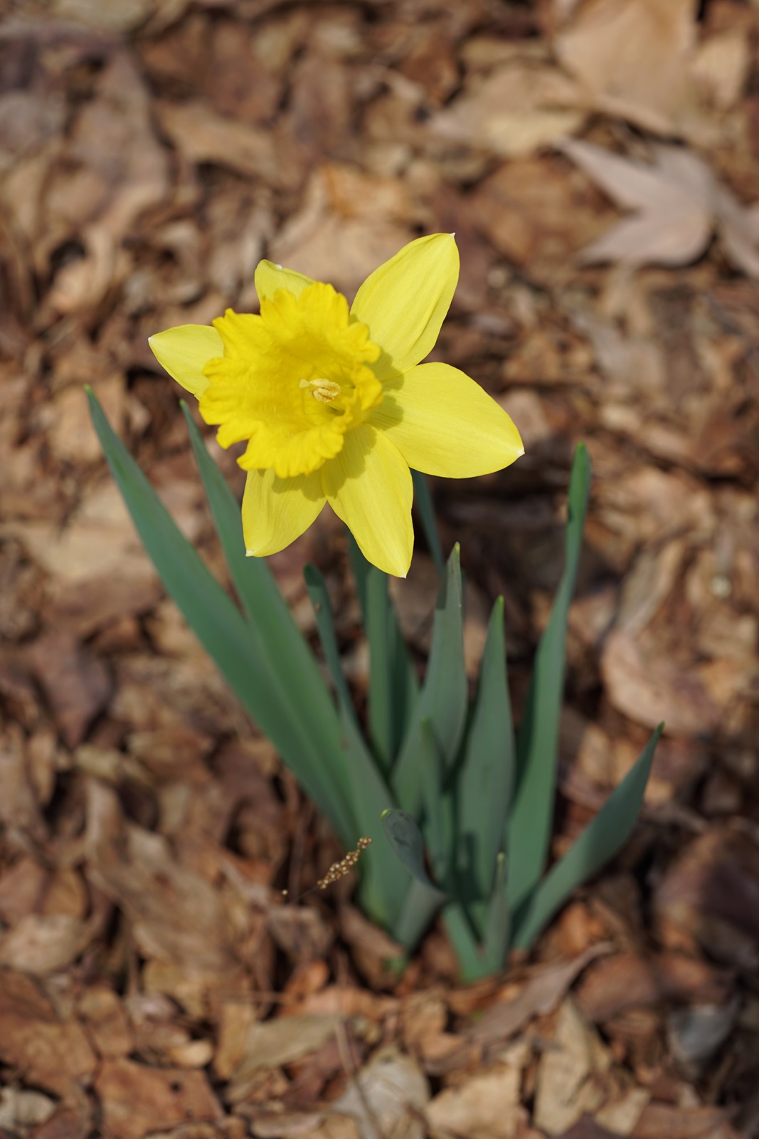 [A7M2] 동네 수목원 나들이 - 소니 Talk