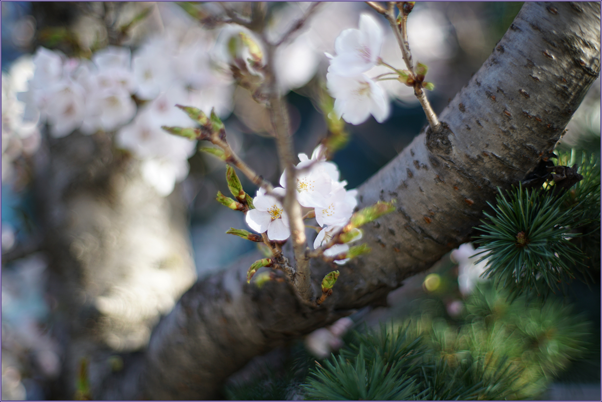 [a7r2 & 플라나 50.4zs] 출근길에.. '산책.jpg' - 소니 Talk