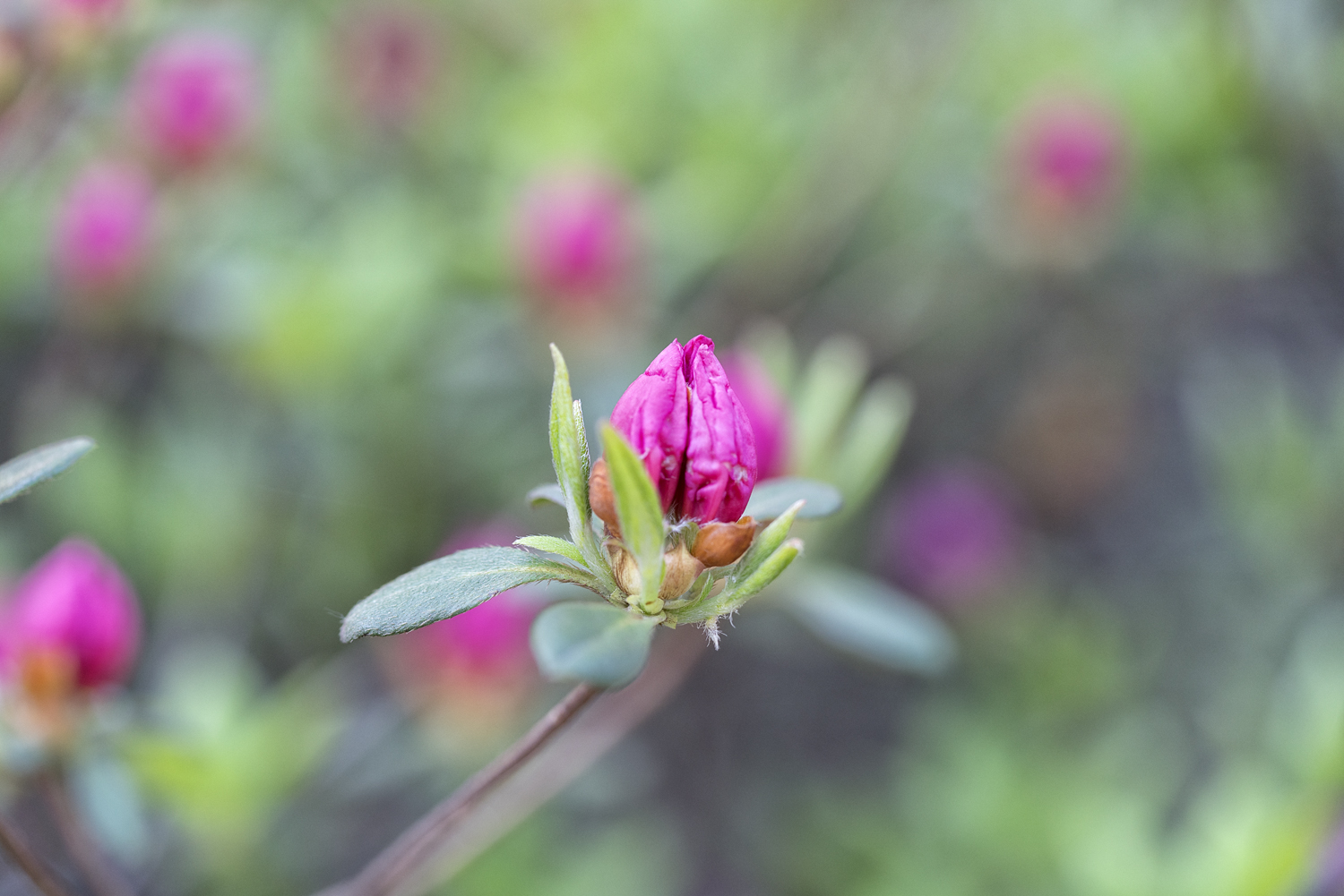 [a7r2] 이왕 마실나간김에...꽃들이 있어서 함께 담아보았습니다.... - 소니 Talk