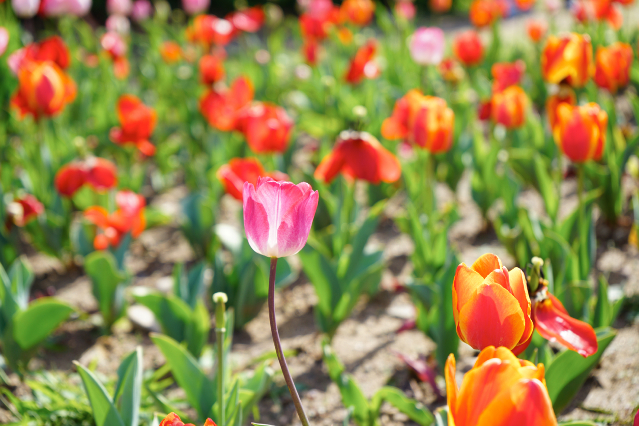 [a7m2+FE2870] 간만에 번들로.. - 소니 Talk