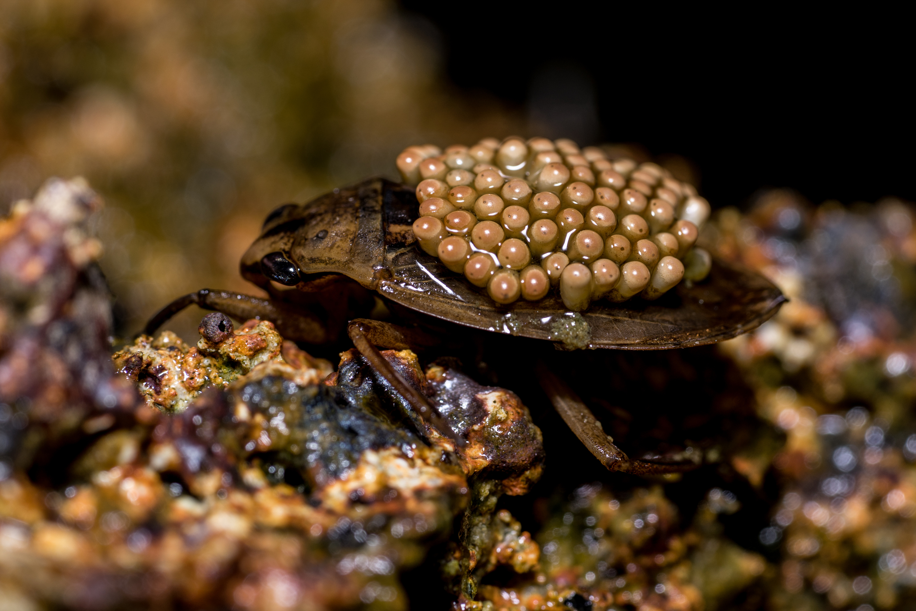 [A7m2+90마] 물자라의 부성애 - 소니 Talk