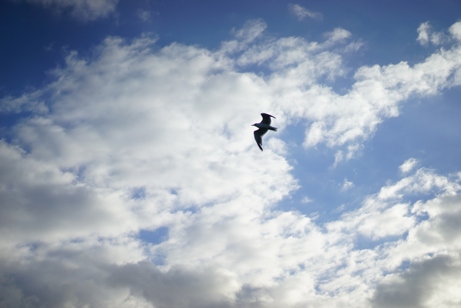 (a7r2)이 사진 저 사진..... - 소니 Talk