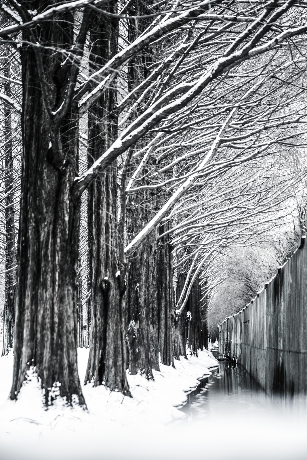 [A7M2] 2017. 1. 21. 담양 메타세콰이어길 (4pics) - 팝코넷 | 팝게&톡 이슈게시판