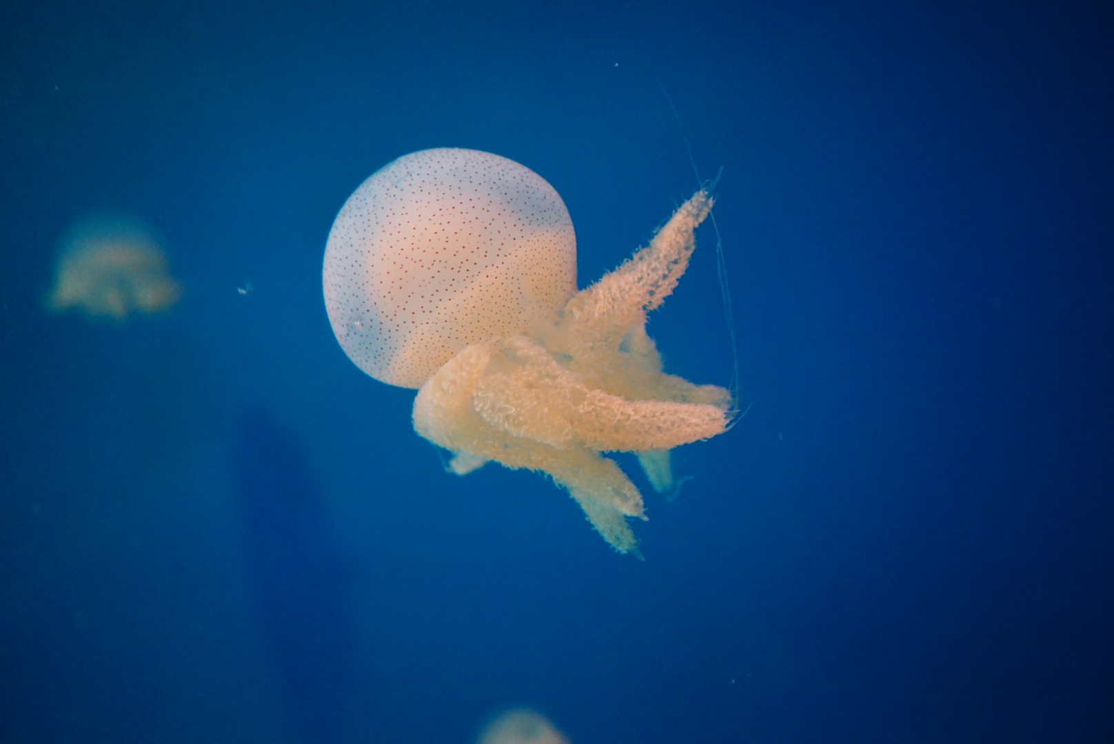 [a7m2] 오랜만에 인도네시아 사진올려요 - 소니 Talk