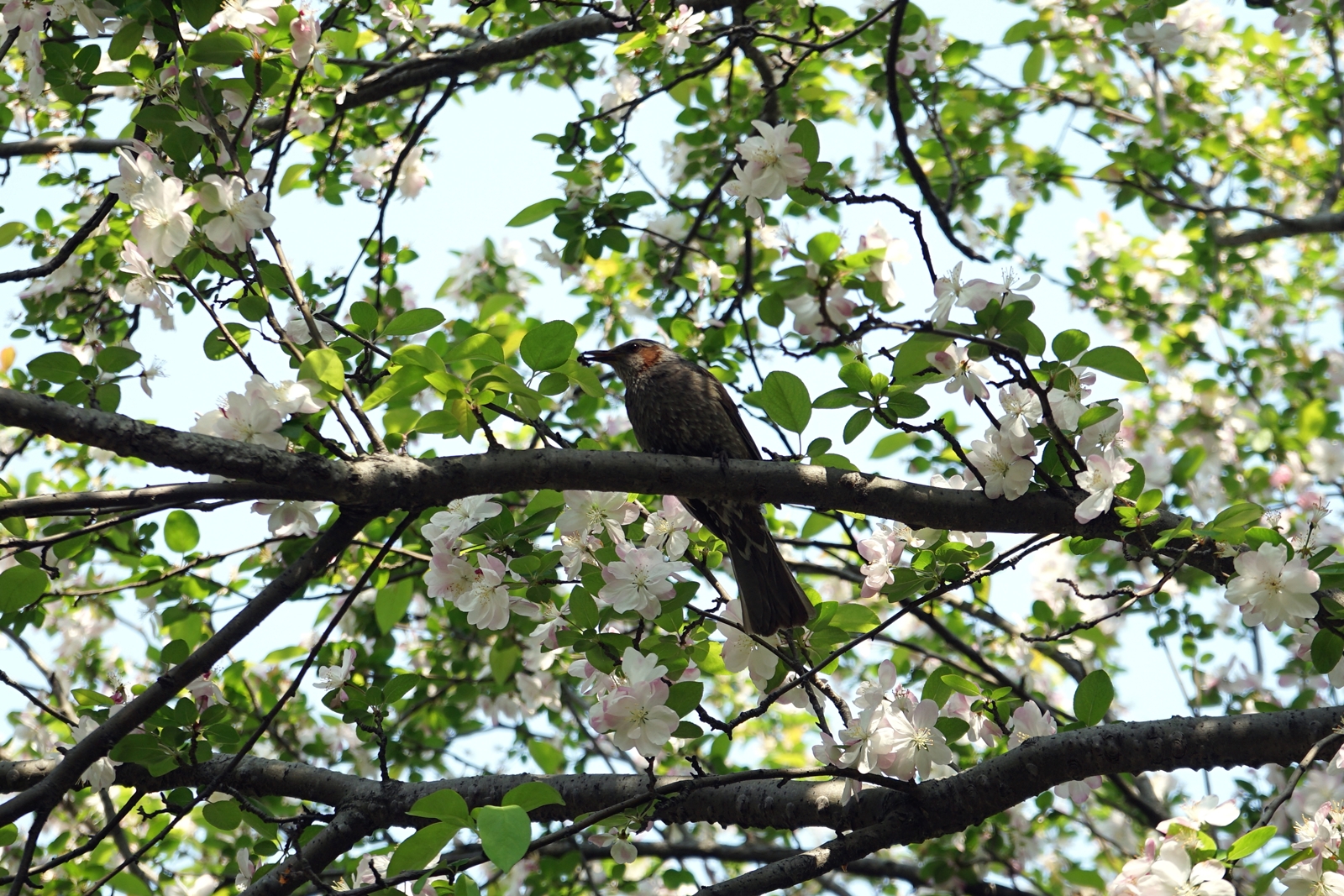 [A7M2]아그배나무꽃과 새.......... - 소니 Talk