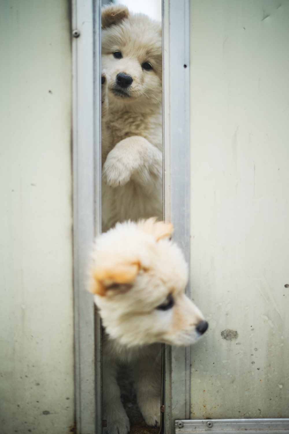 [a7m2]잠깐만요..저도 어린인데요.. - 소니 Talk