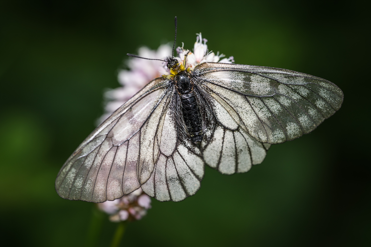 [A7m2+90마]만항재에서 만난 모시나비 - 소니 Talk