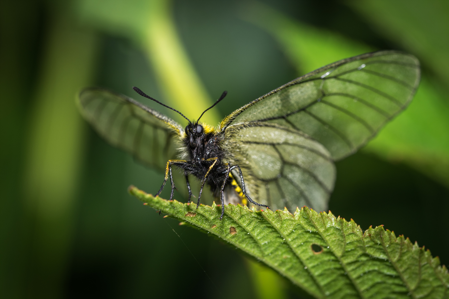 [A7m2+90마]만항재에서 만난 모시나비 - 소니 Talk