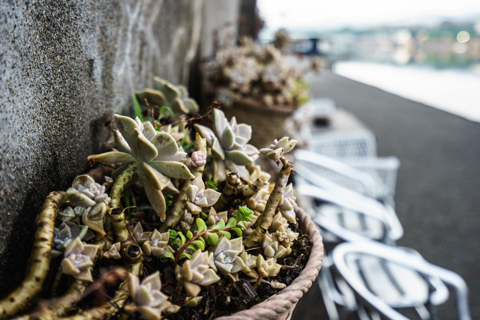 [A7M2 + 1635F4] 다육이.... - 소니 Talk