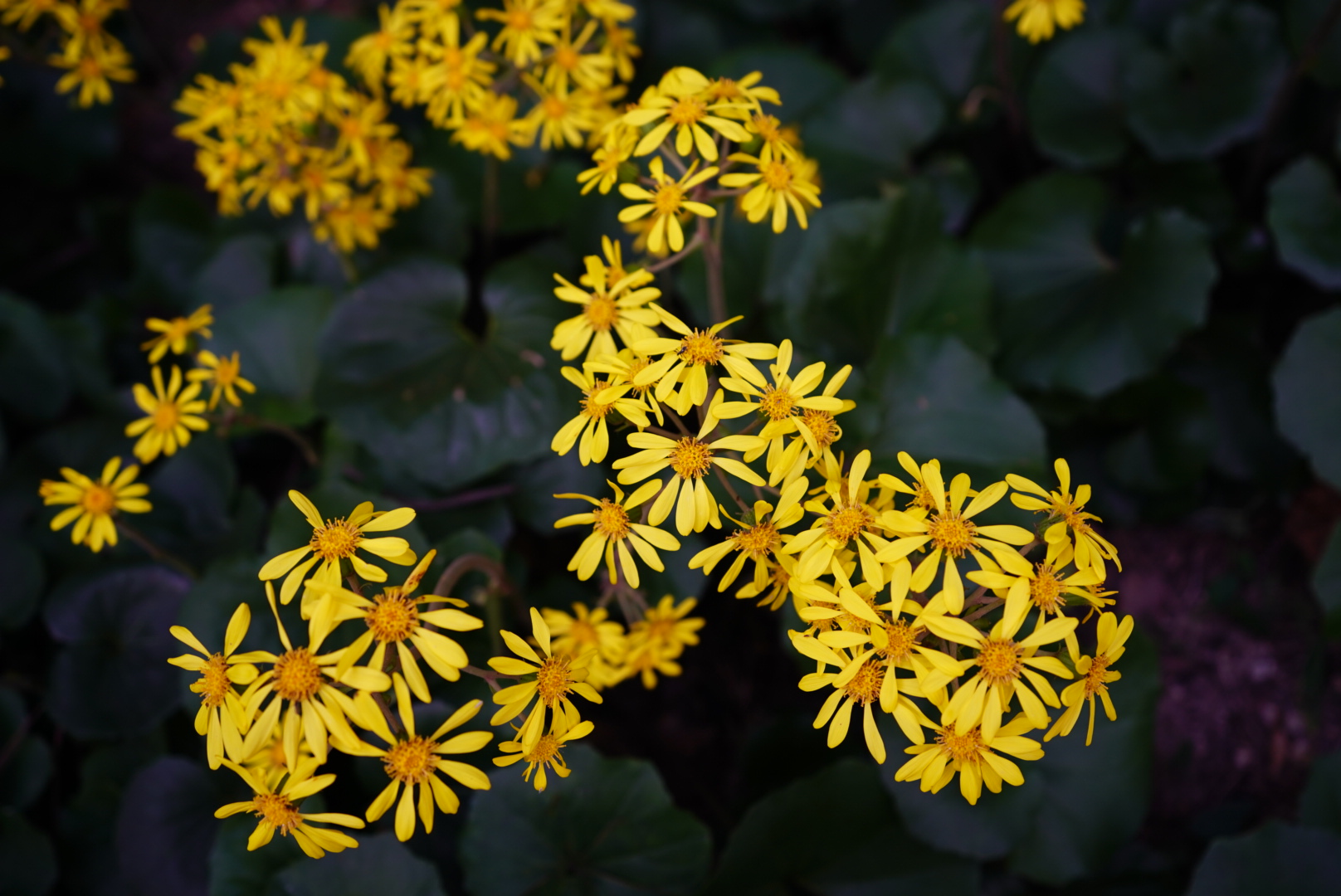 a9 1635gm 여수 오동도 털모위(국화과)와일출 - 소니 Talk