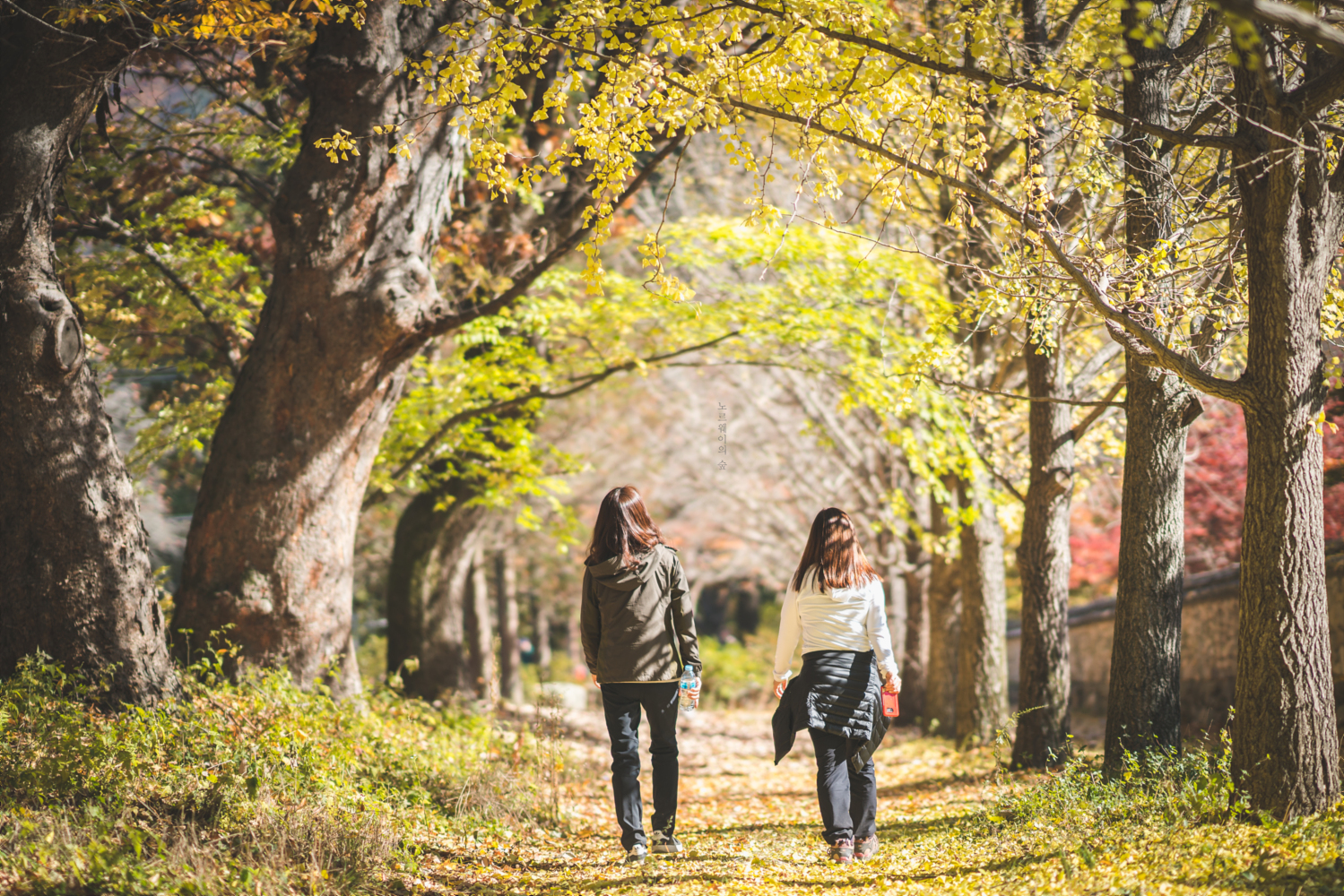 [A7R2 / 85.4GM / 타기종] 일 상 스 냅 - 소니 Talk