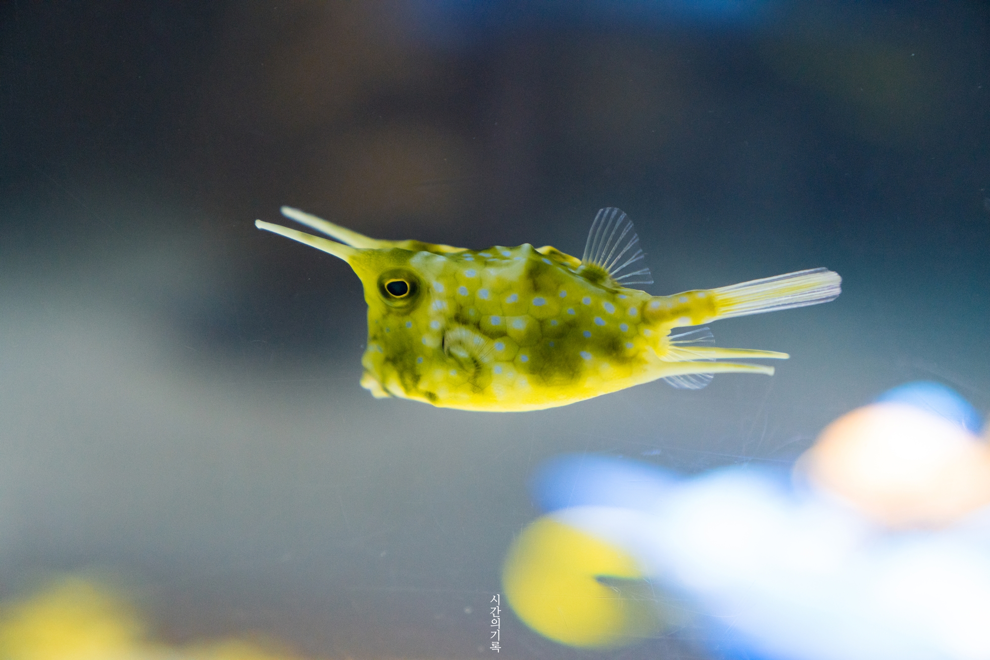 [A7R3|2470GM] 물속세상을 담다 - 소니 Talk