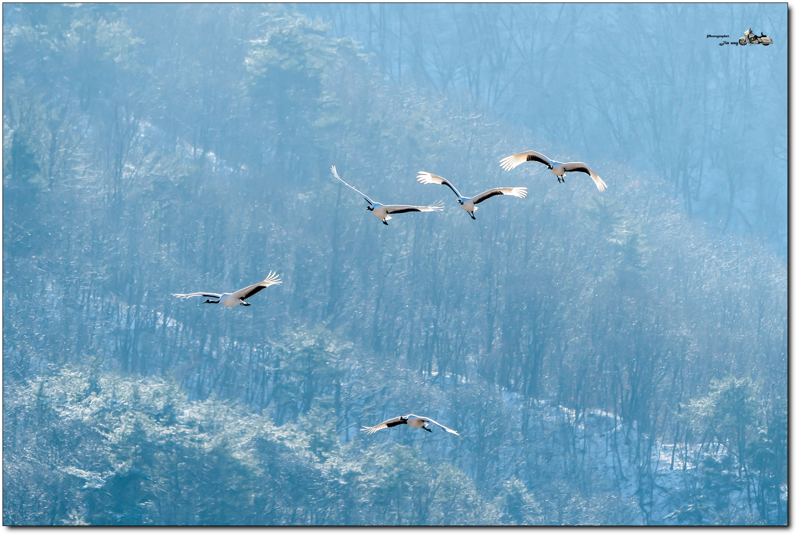 [a7r2]100400GM , 두루미 군무 - 소니 Talk