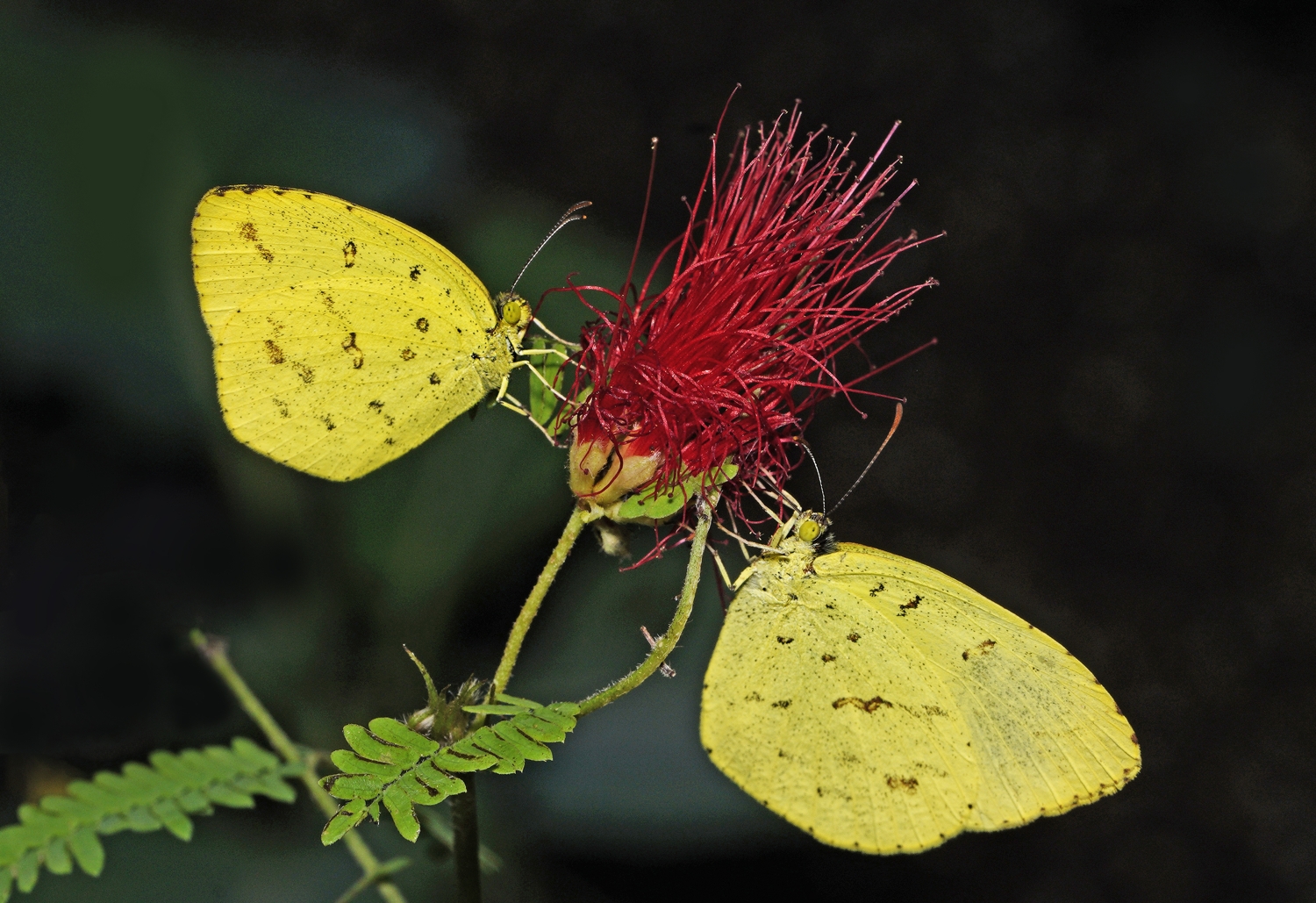A7R3 남방노랑나비 - 소니 Talk