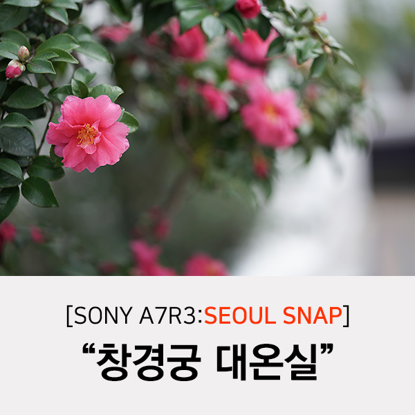 [A7R3] 겨울이지만, 갑자기 꽃을 찍고 싶어서..찾아간 창경궁 대온실 - 소니 Talk