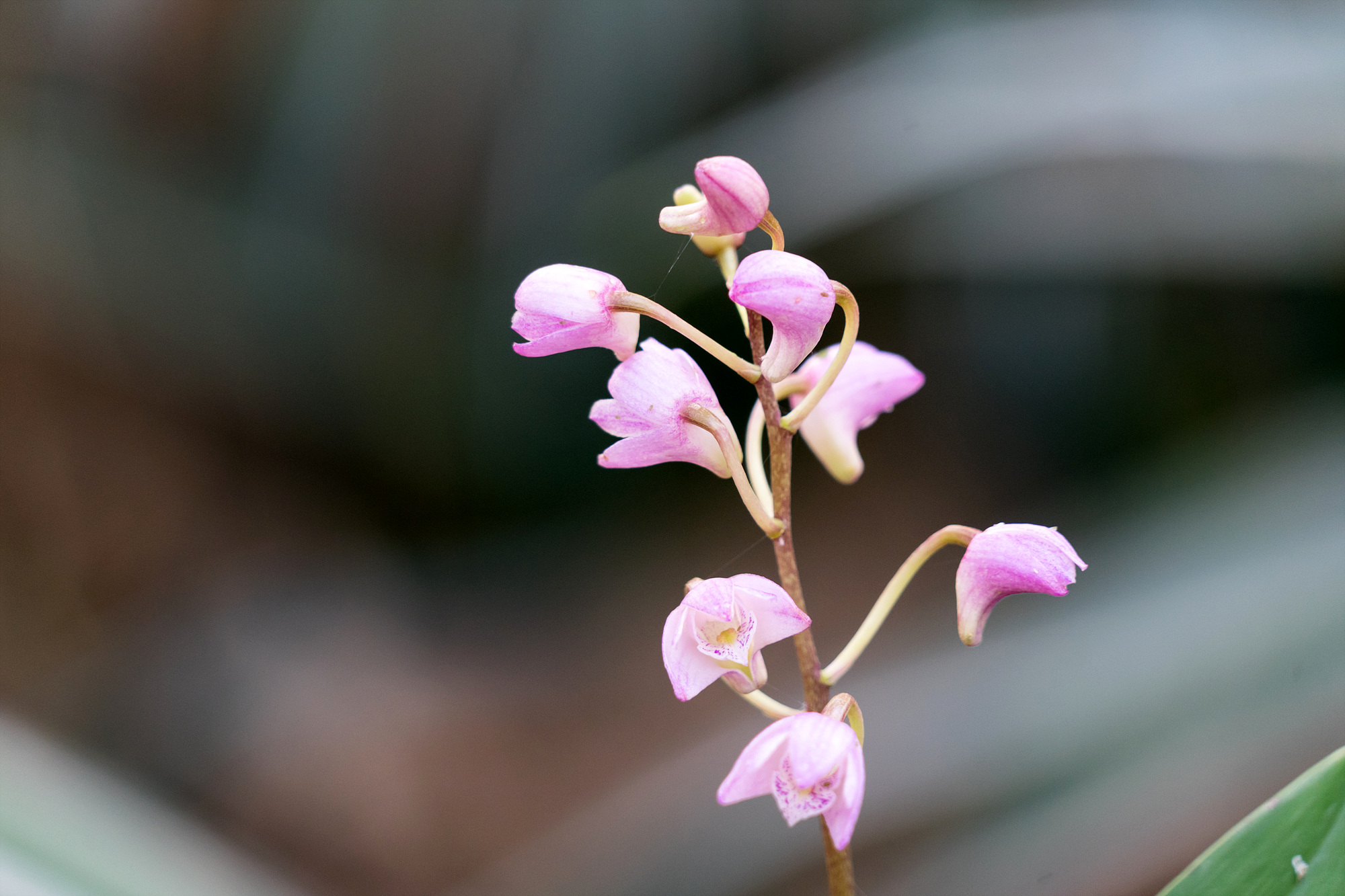 [a7m2] 인천대공원 식물원 선인장과 꽃 ................ - 소니 Talk