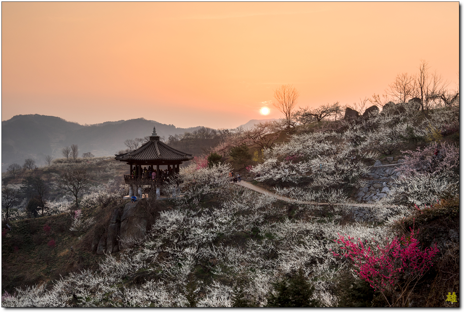 [A7R2] 광양 매화마을의 아침. - 소니 Talk