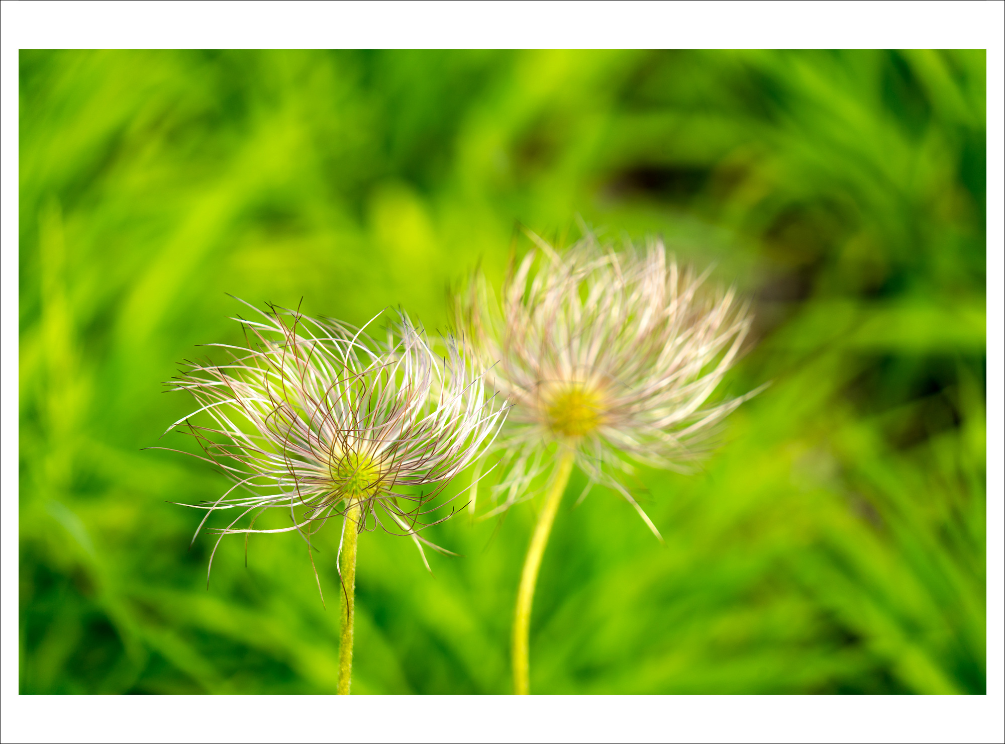 [a7m2] 할미꽃 ................... - 소니 Talk