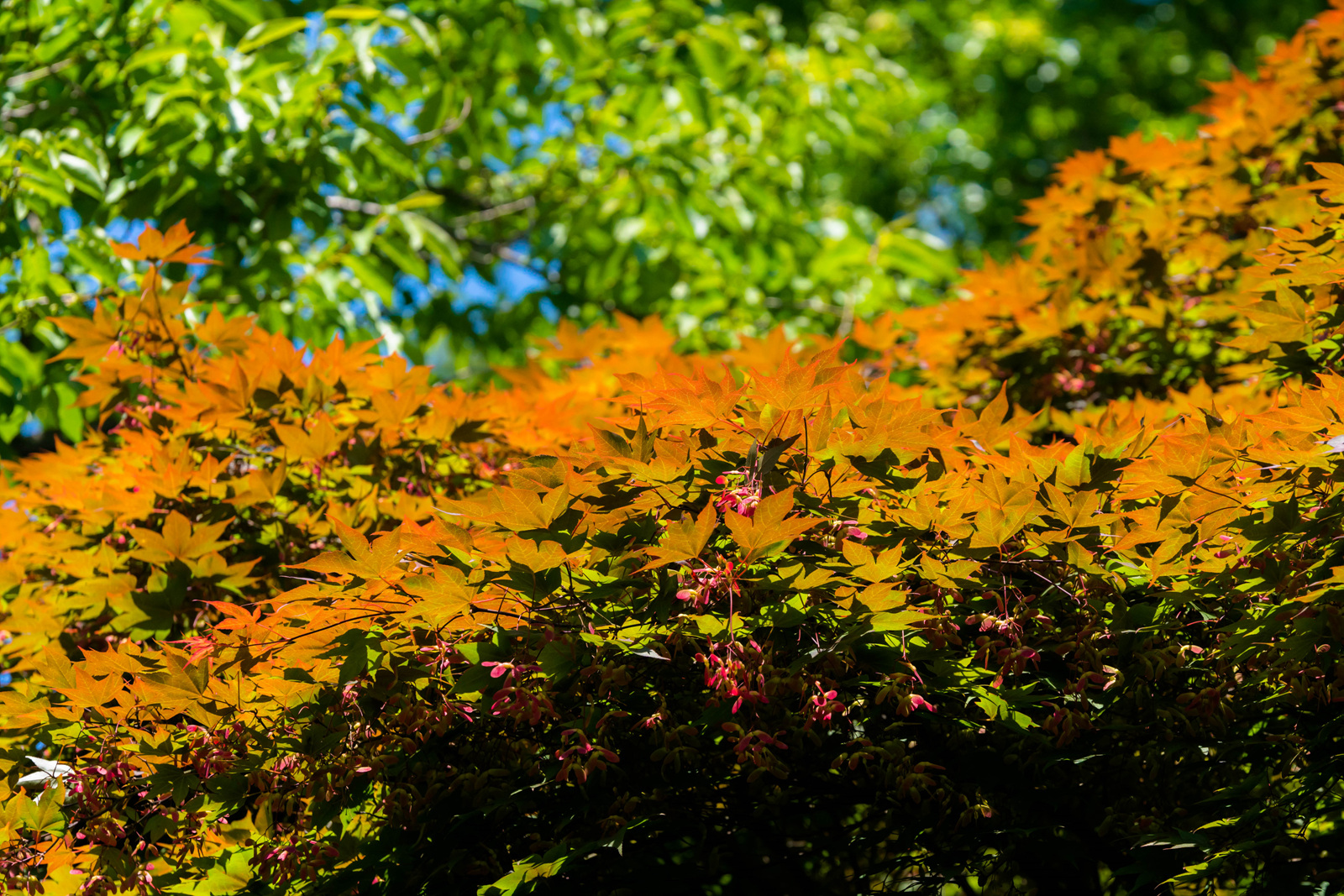 단풍나무는 계절을 햇깔리게.... - 소니 Talk