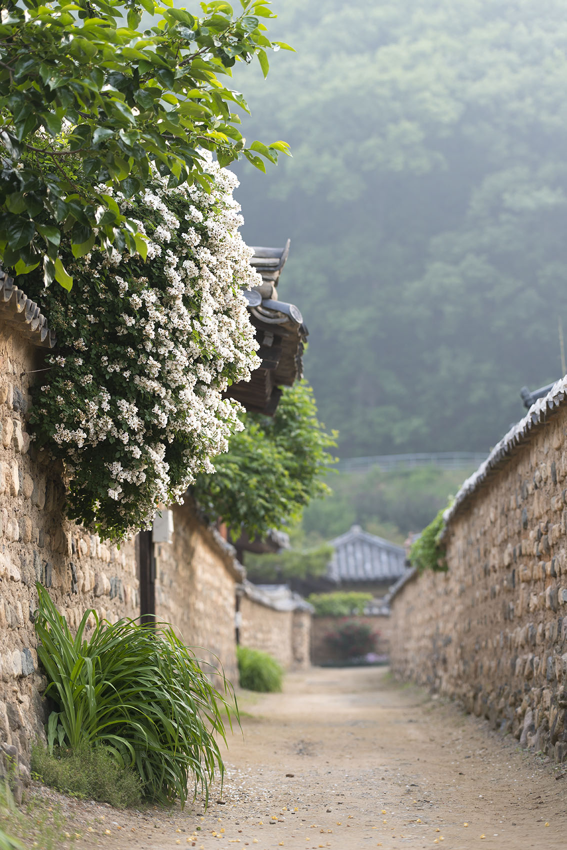 [A7R3+팔오금] 토담길의 찔레꽃 - 소니 Talk